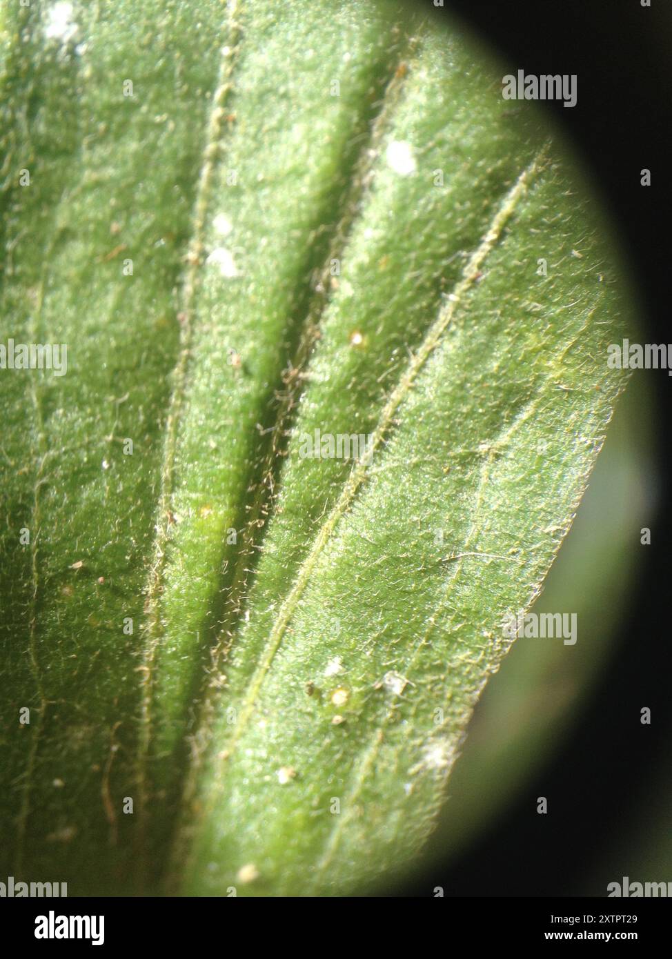 (Solidago microglossa) Plantae Stock Photo - Alamy