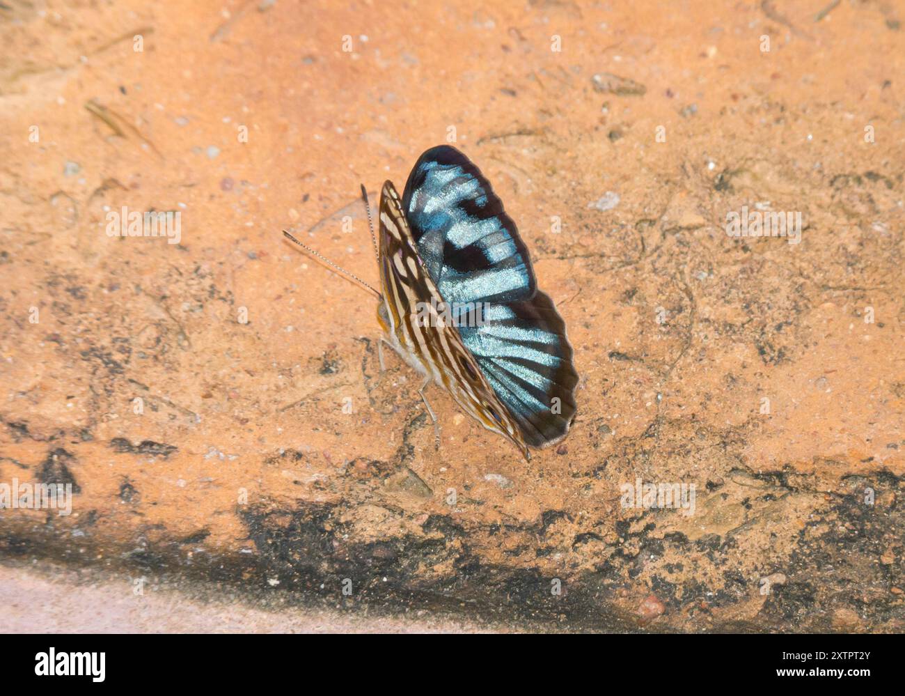 Four spotted sailor hi-res stock photography and images - Alamy