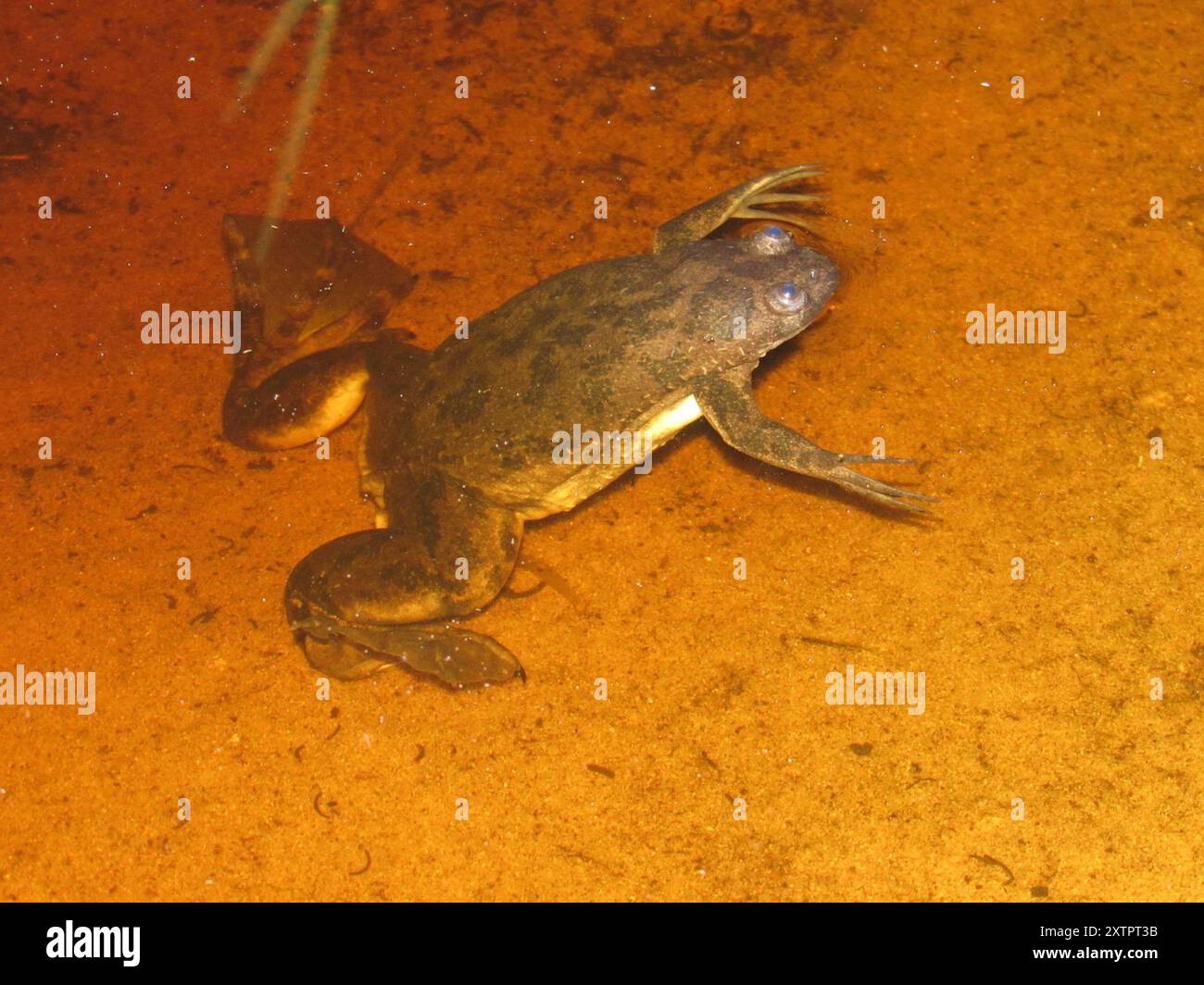 Müller's Platanna (Xenopus muelleri) Amphibia Stock Photo - Alamy