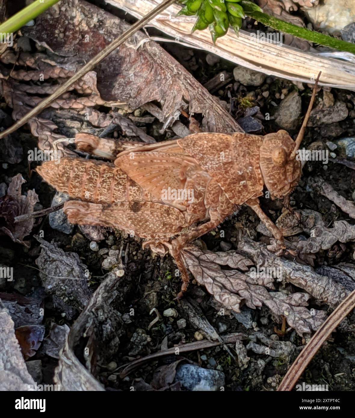 Carolina Grasshopper (Dissosteira carolina) Insecta Stock Photo - Alamy