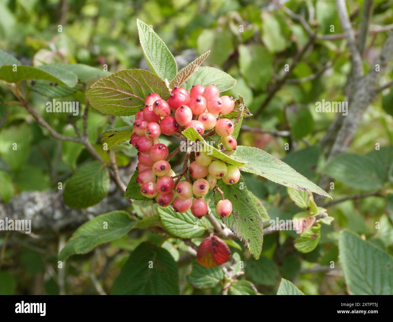 Wayfaring-tree (Viburnum lantana) Plantae Stock Photo - Alamy