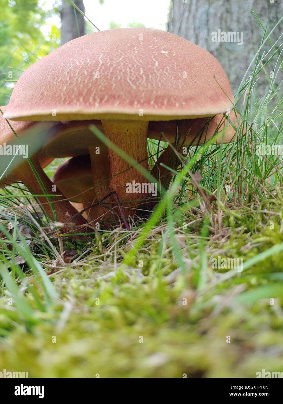 two-colored bolete (Baorangia bicolor) Fungi Stock Photo - Alamy