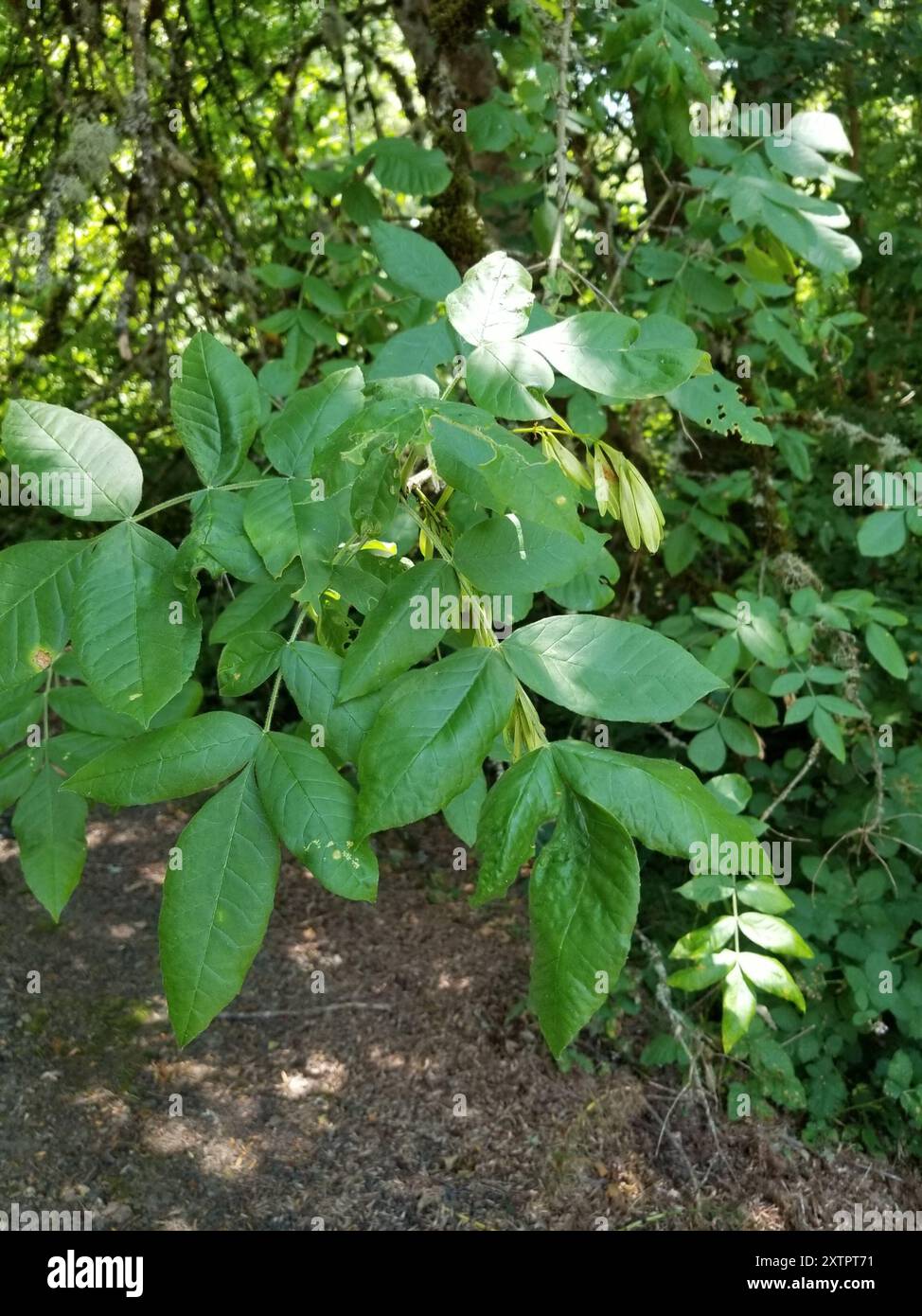 Oregon Ash (Fraxinus latifolia) Plantae Stock Photo - Alamy