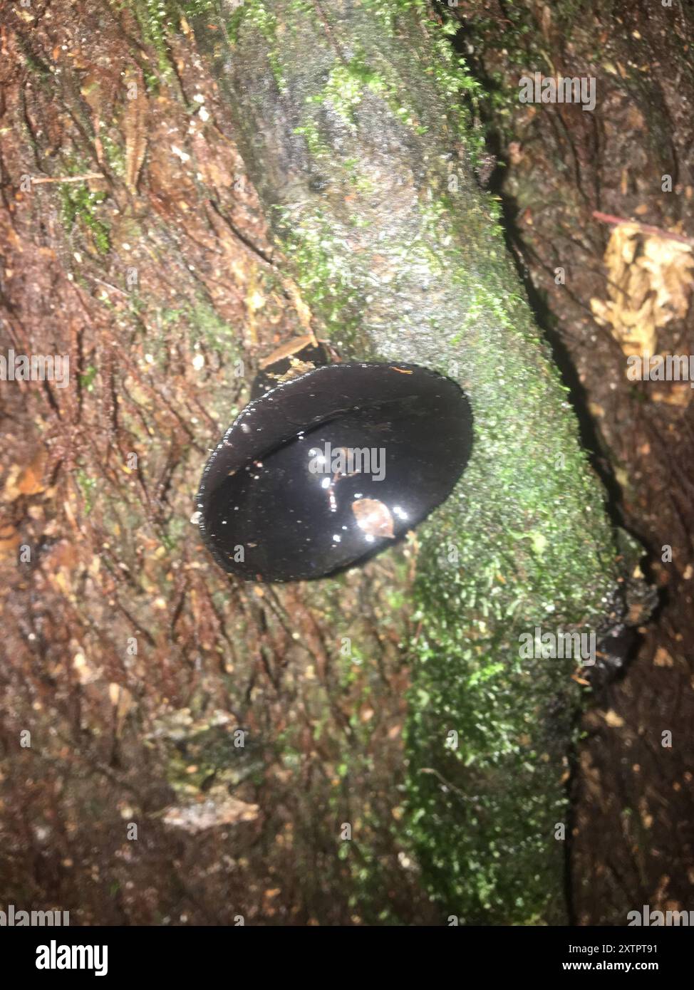 Plectania hi-res stock photography and images - Alamy