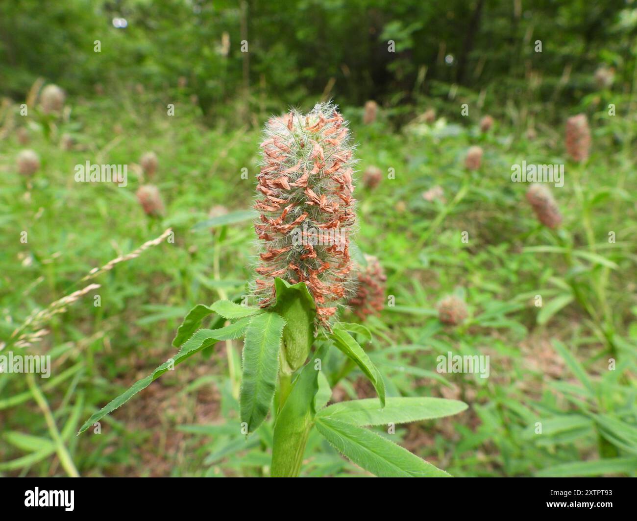 Red Trefoil (Trifolium rubens) Plantae Stock Photo - Alamy