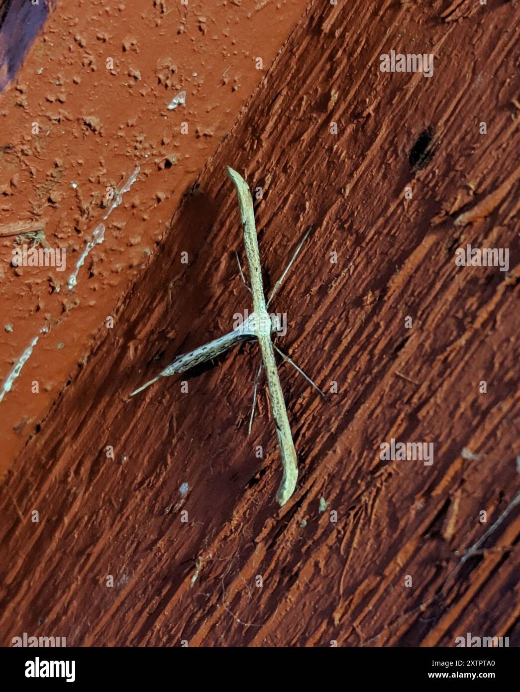 Morning-glory Plume Moth (Emmelina monodactyla) Insecta Stock Photo - Alamy