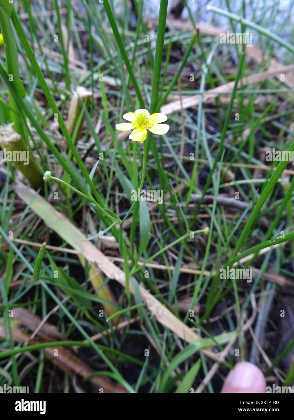 Lesser Spearwort (Ranunculus flammula) Plantae Stock Photo - Alamy
