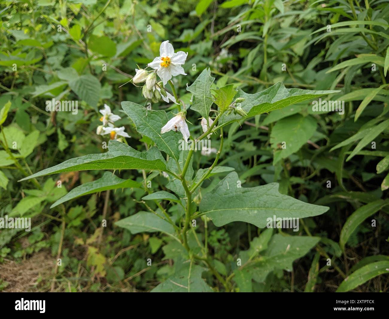 Carolina horsenettle (Solanum carolinense) Plantae Stock Photo - Alamy