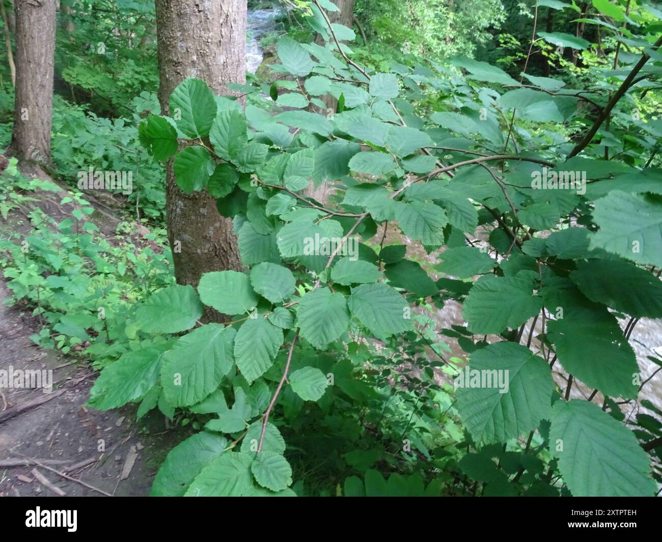 beaked hazelnut (Corylus cornuta) Plantae Stock Photo - Alamy