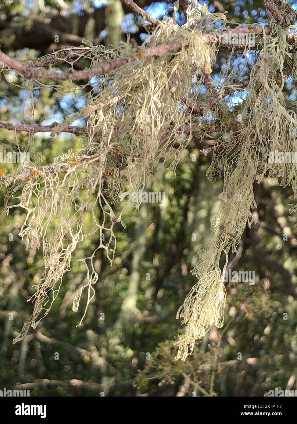 lace lichen (Ramalina menziesii) Fungi Stock Photo - Alamy