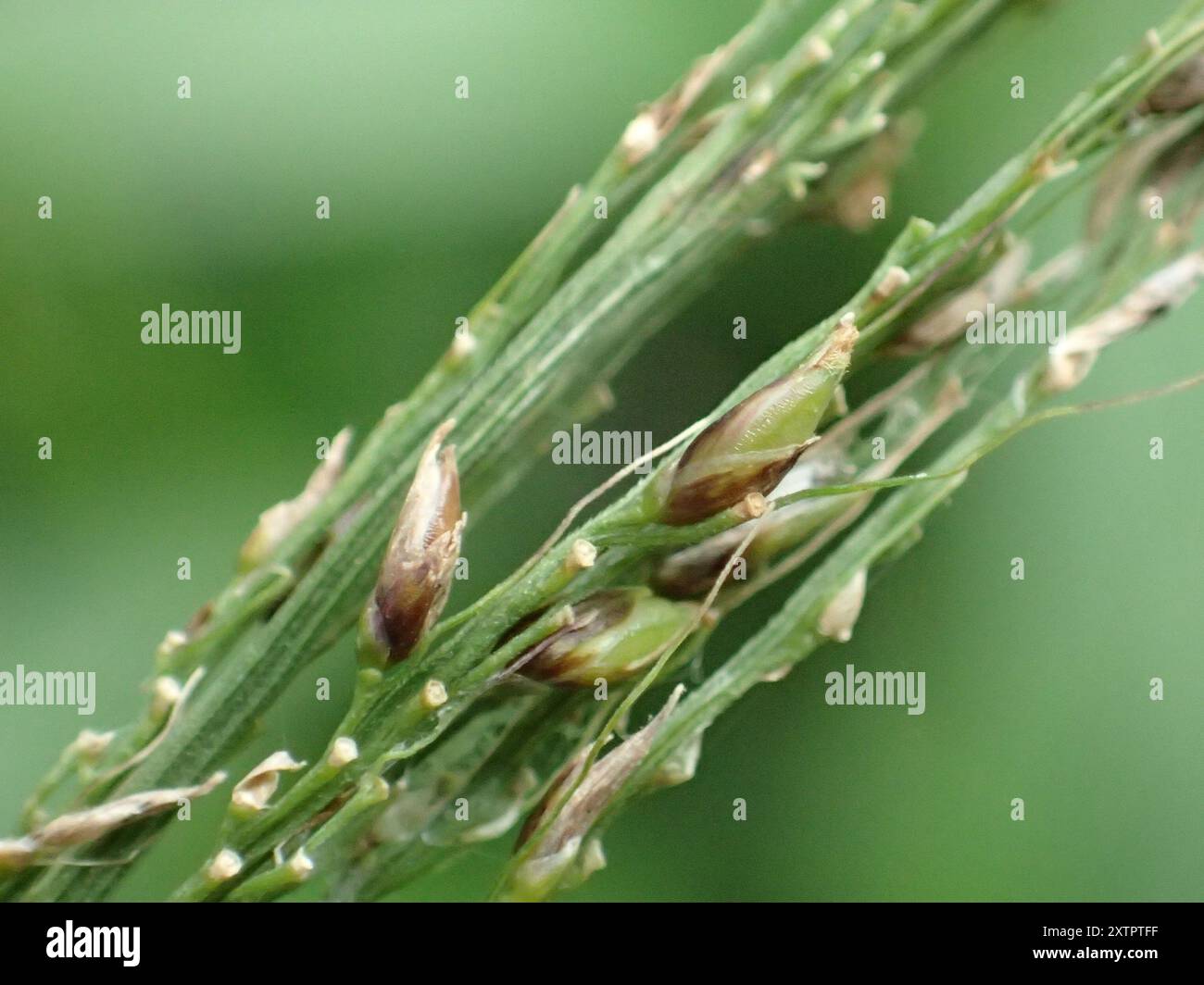 Palmgrass setaria palmifolia hi-res stock photography and images - Alamy