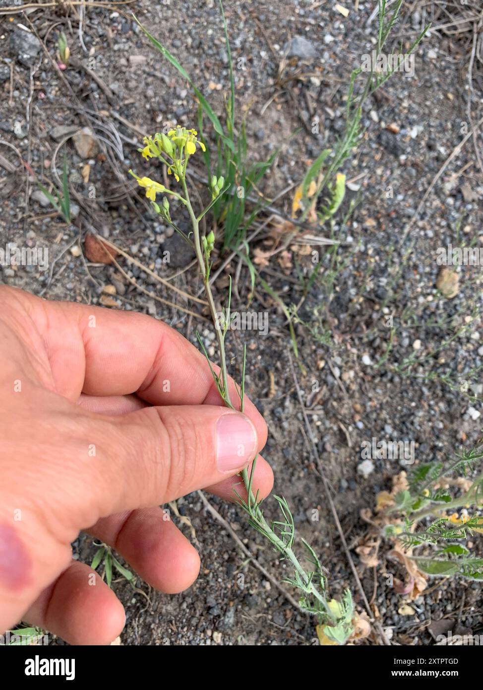 Tall Tumblemustard (Sisymbrium altissimum) Plantae Stock Photo - Alamy