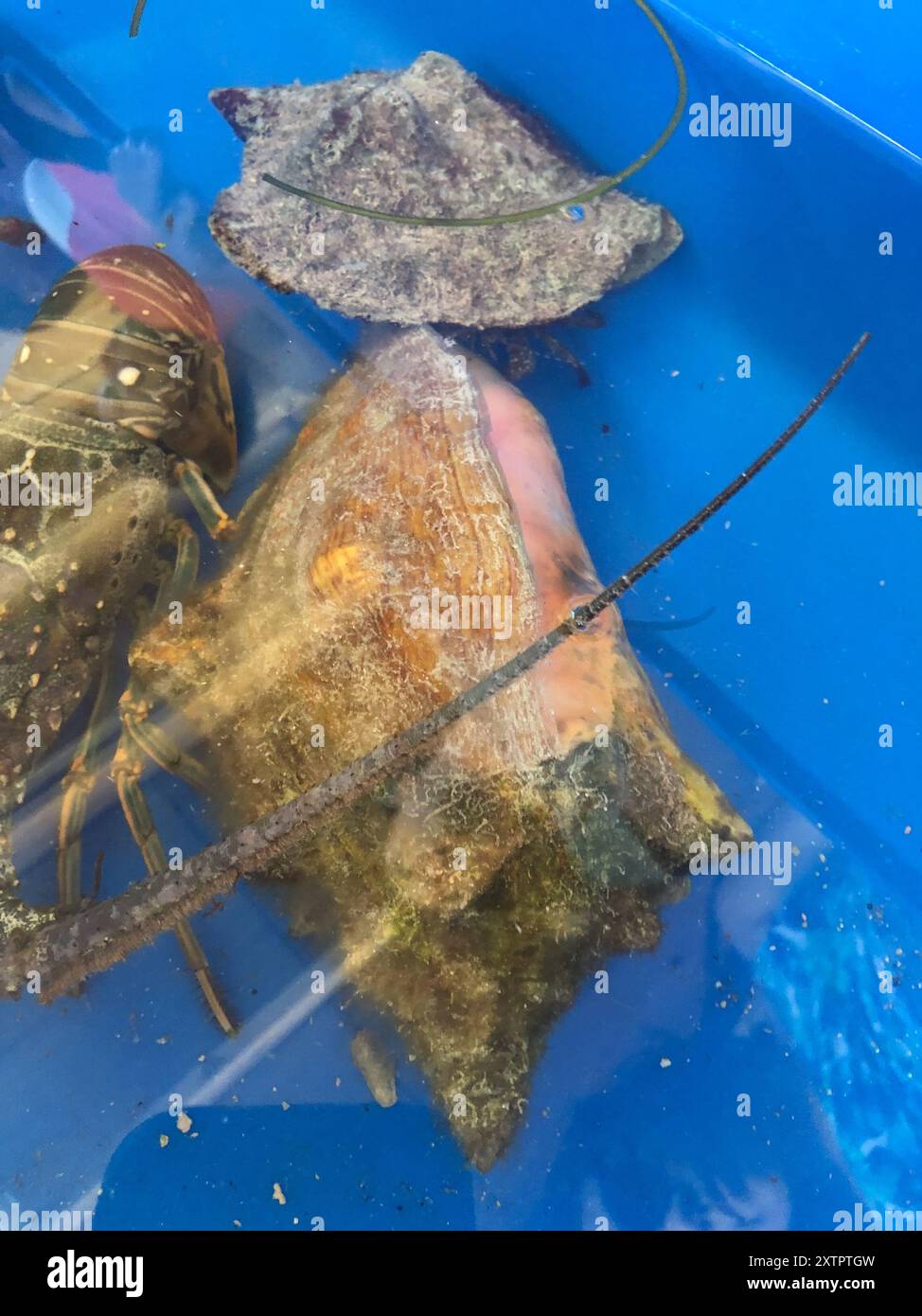 Aliger gigas hi-res stock photography and images - Alamy