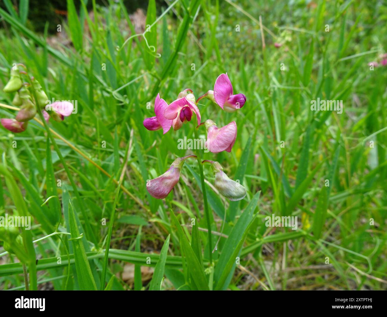Narrow-leaved Everlasting-pea (Lathyrus sylvestris) Plantae Stock Photo ...