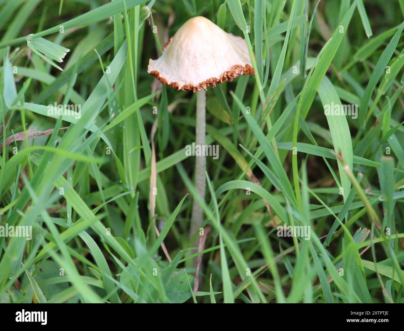 Conecaps (Conocybe) Fungi Stock Photo - Alamy