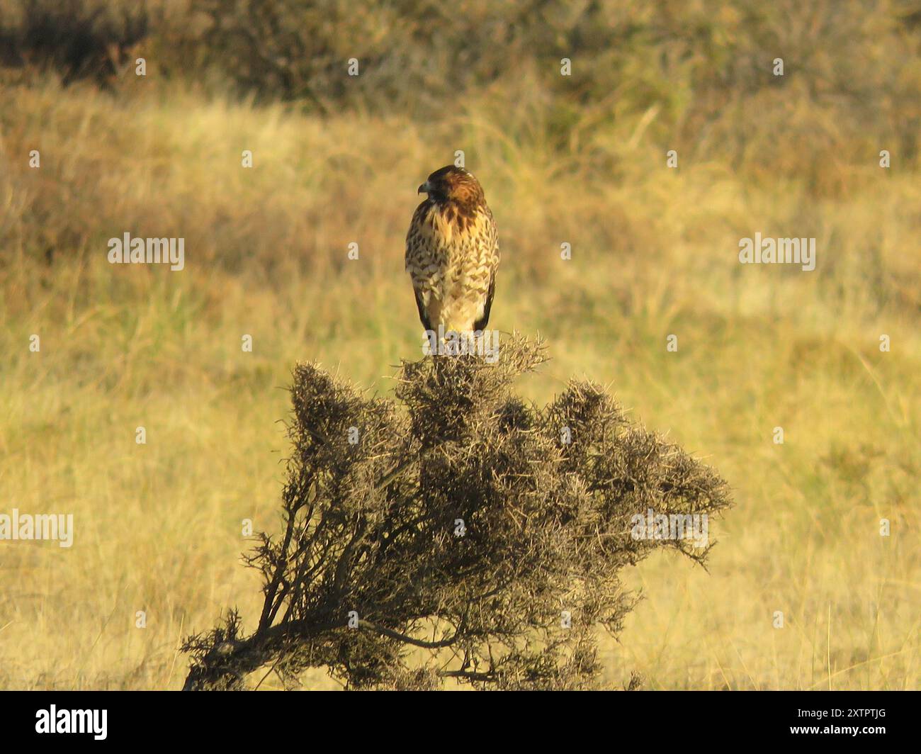 Variable Hawk (Geranoaetus polyosoma) Aves Stock Photo - Alamy