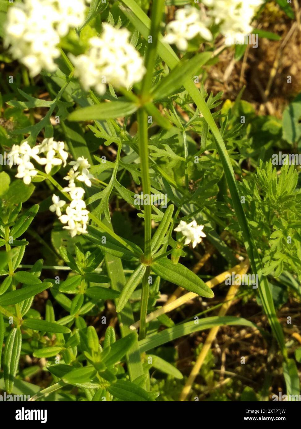 Northern Bedstraw (Galium boreale) Plantae Stock Photo - Alamy