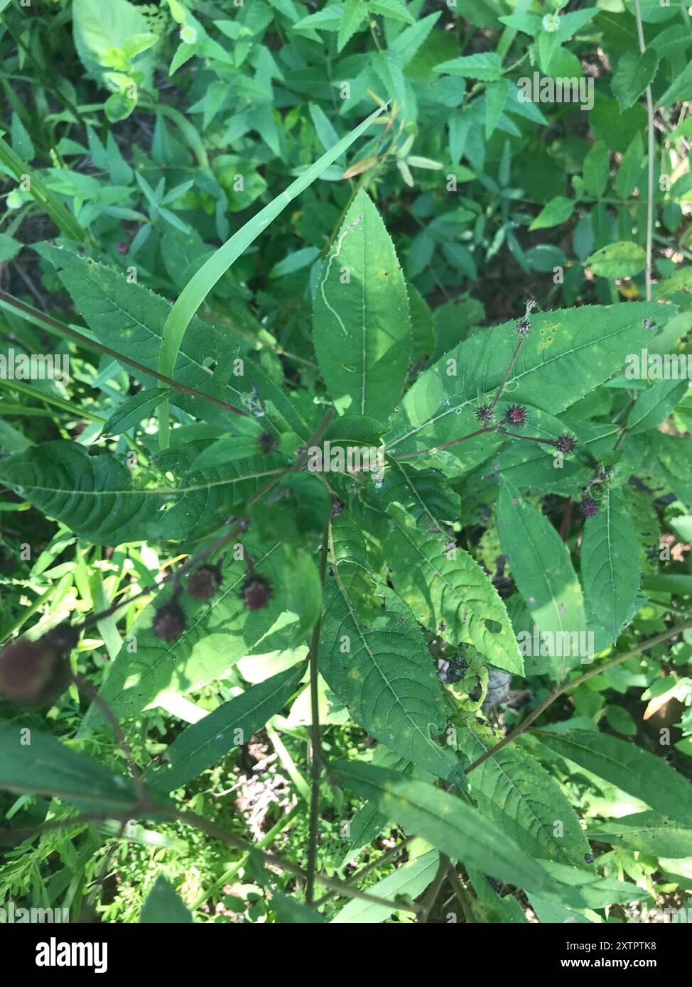 Broadleaf Ironweed (Vernonia glauca) Plantae Stock Photo - Alamy