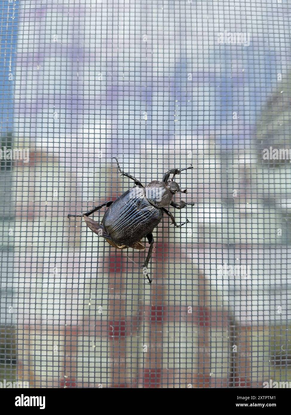 Rough Hermit Beetle (Osmoderma scabra) Insecta Stock Photo - Alamy
