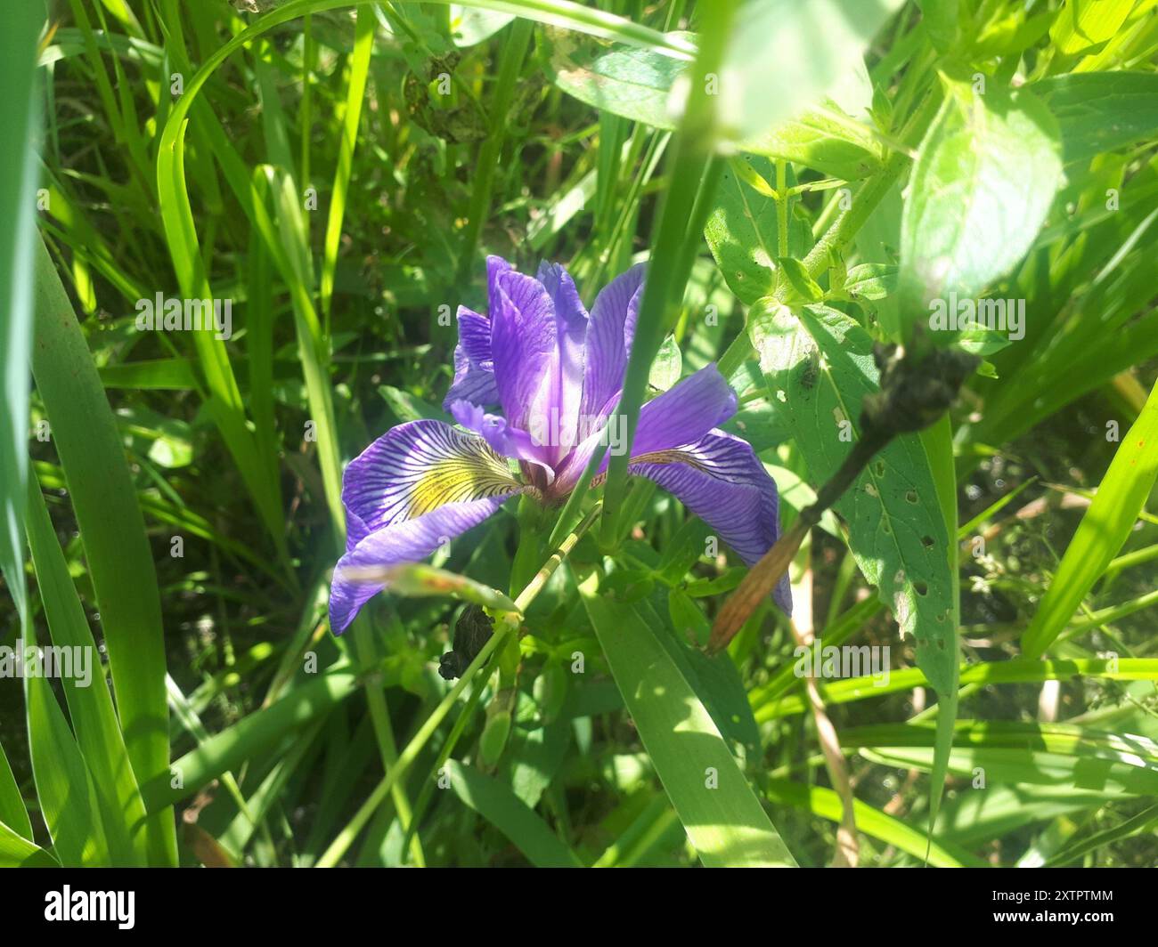 northern blue flag (Iris versicolor) Plantae Stock Photo - Alamy