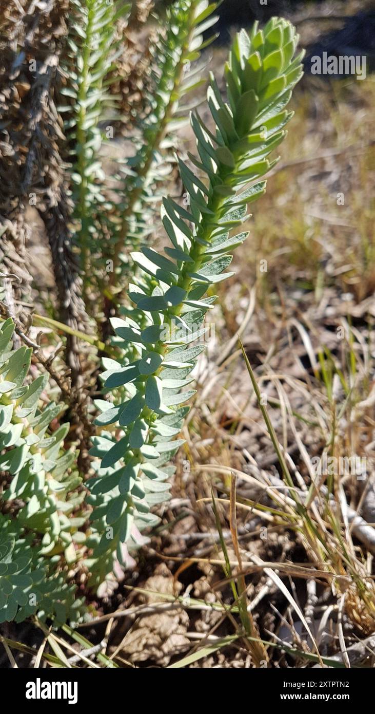 Sea Spurge (Euphorbia paralias) Plantae Stock Photo - Alamy