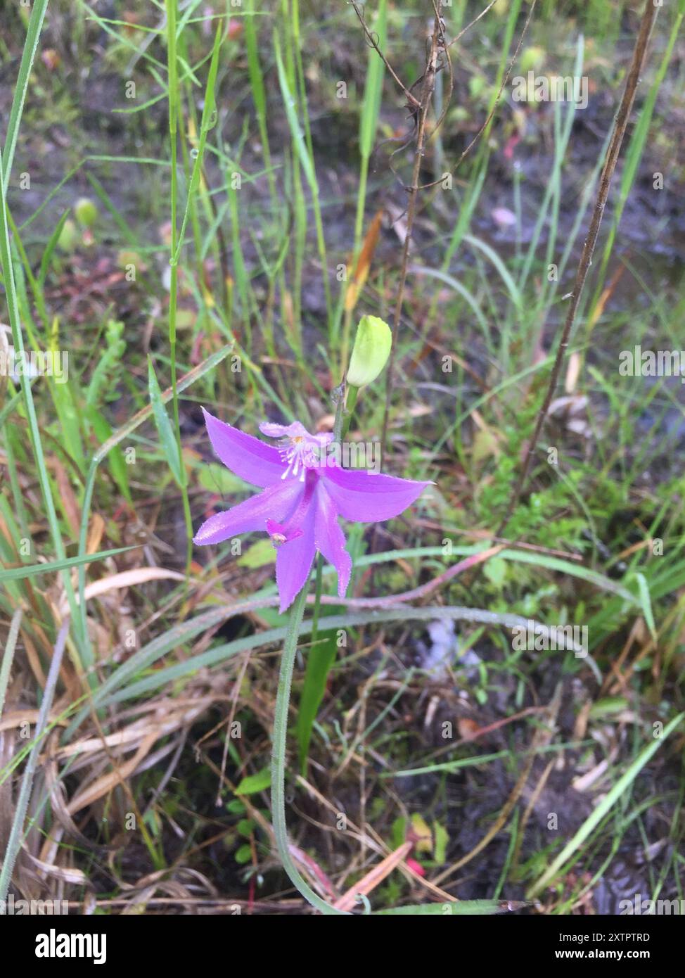 common tuberous grasspink (Calopogon tuberosus tuberosus) Plantae Stock ...