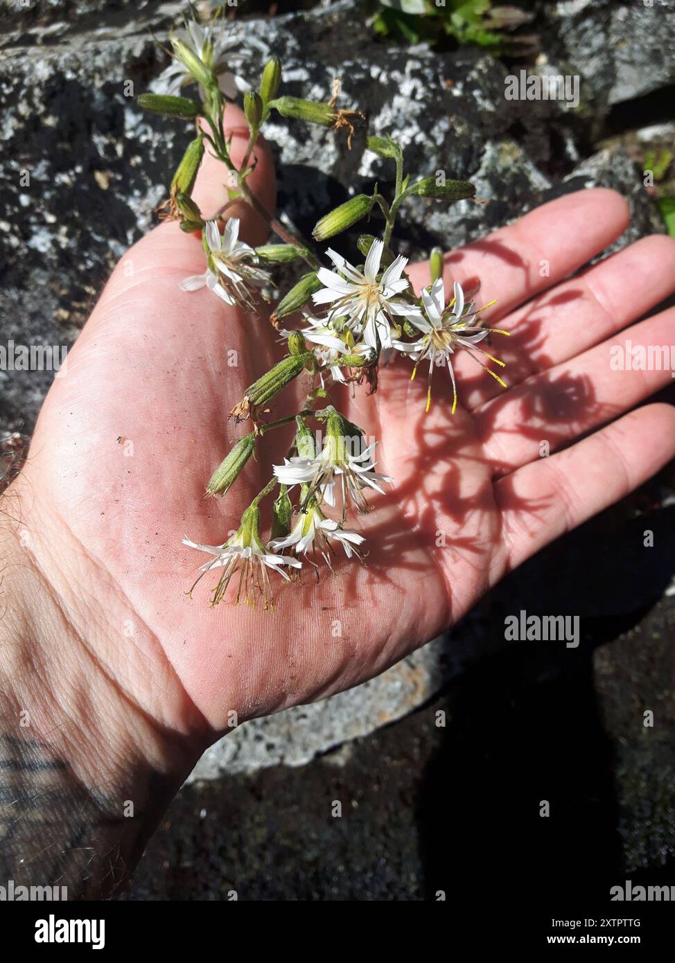 western rattlesnake root (Nabalus alatus) Plantae Stock Photo - Alamy