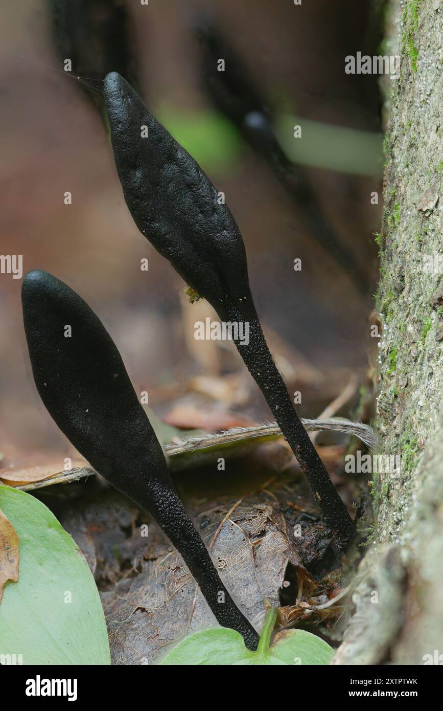 Earth Tongues (Geoglossum) Fungi Stock Photo - Alamy