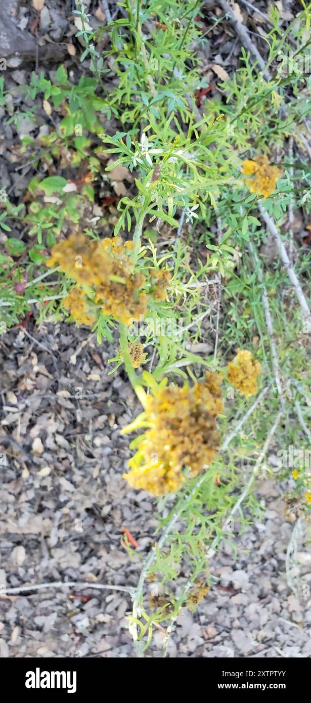 Golden Yarrow (Eriophyllum confertiflorum) Plantae Stock Photo - Alamy