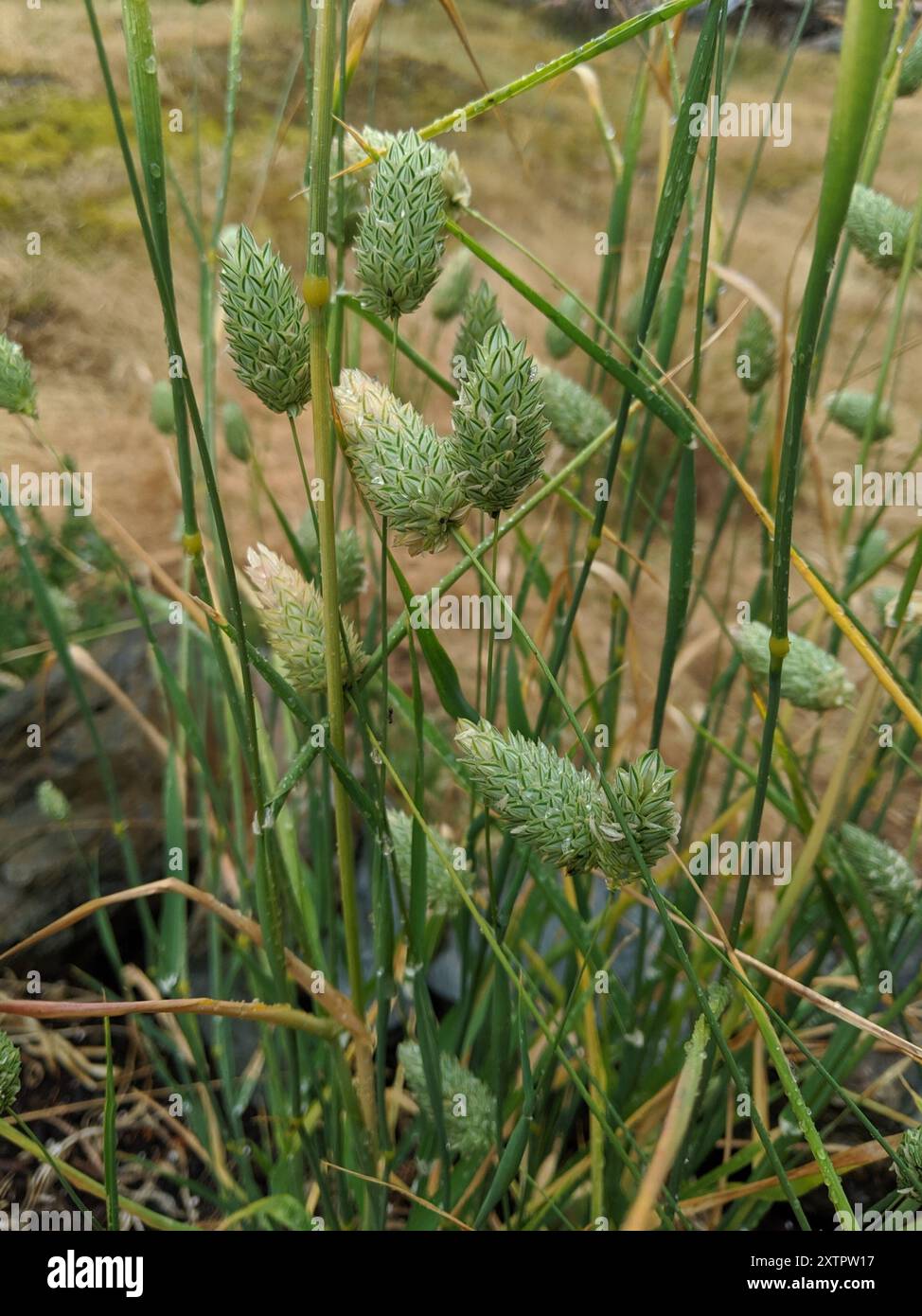 canary grass (Phalaris canariensis) Plantae Stock Photo - Alamy