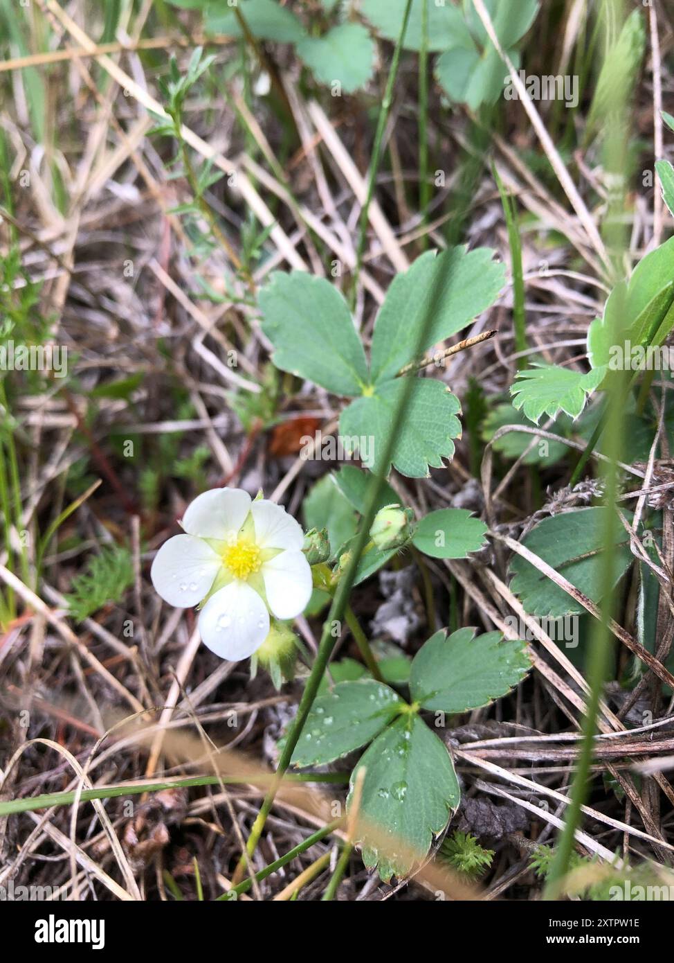 Virginia strawberry (Fragaria virginiana) Plantae Stock Photo - Alamy