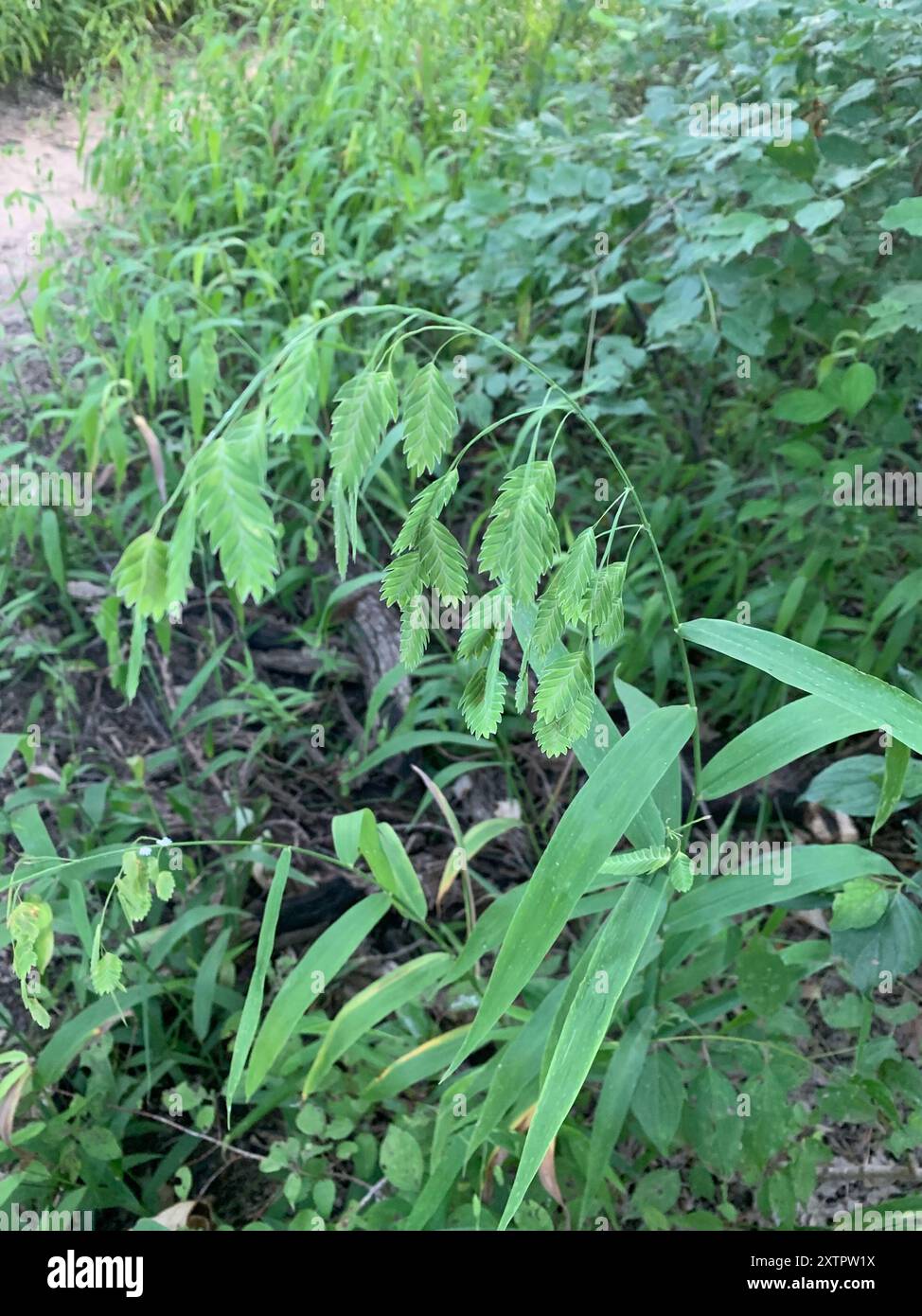 inland wood oats (Chasmanthium latifolium) Plantae Stock Photo - Alamy