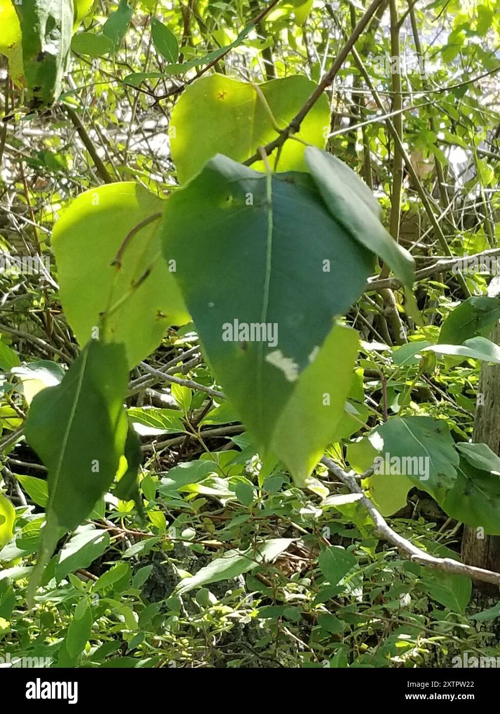 black cottonwood (Populus trichocarpa) Plantae Stock Photo - Alamy