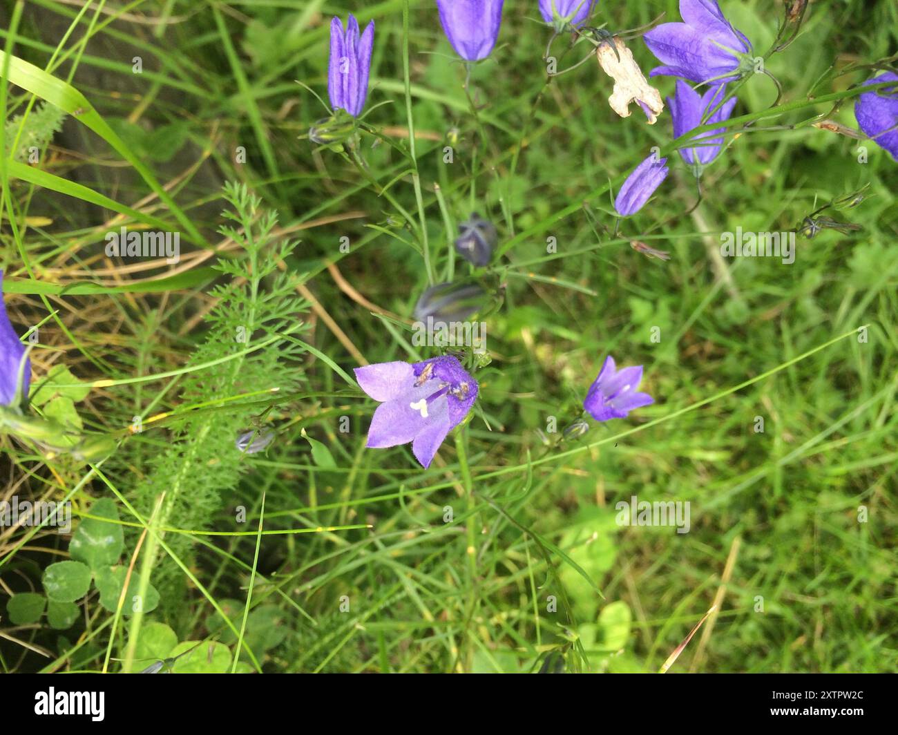 Common Harebell (Campanula rotundifolia) Plantae Stock Photo - Alamy