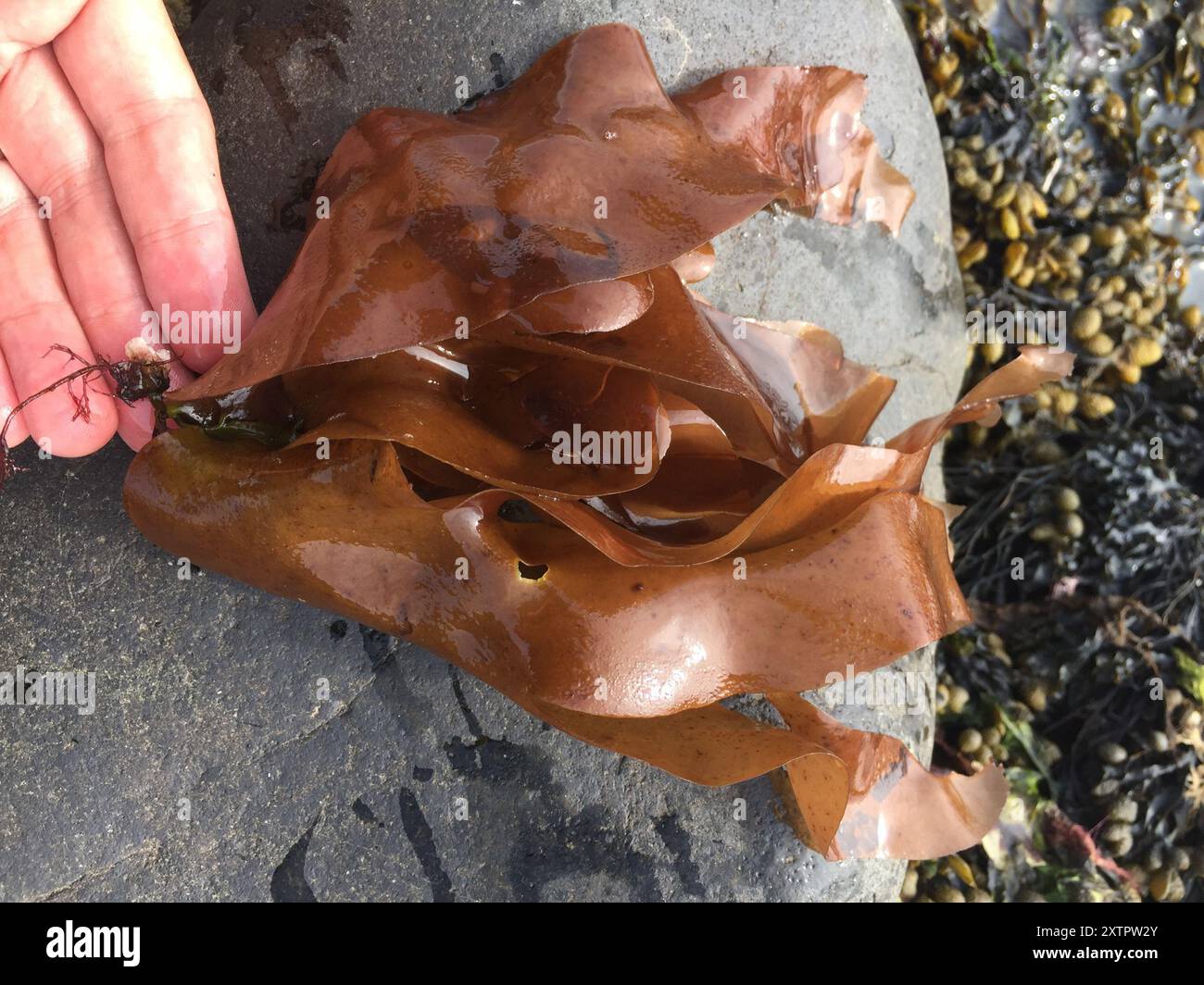 Florideophycean algae (Florideophyceae) Plantae Stock Photo - Alamy