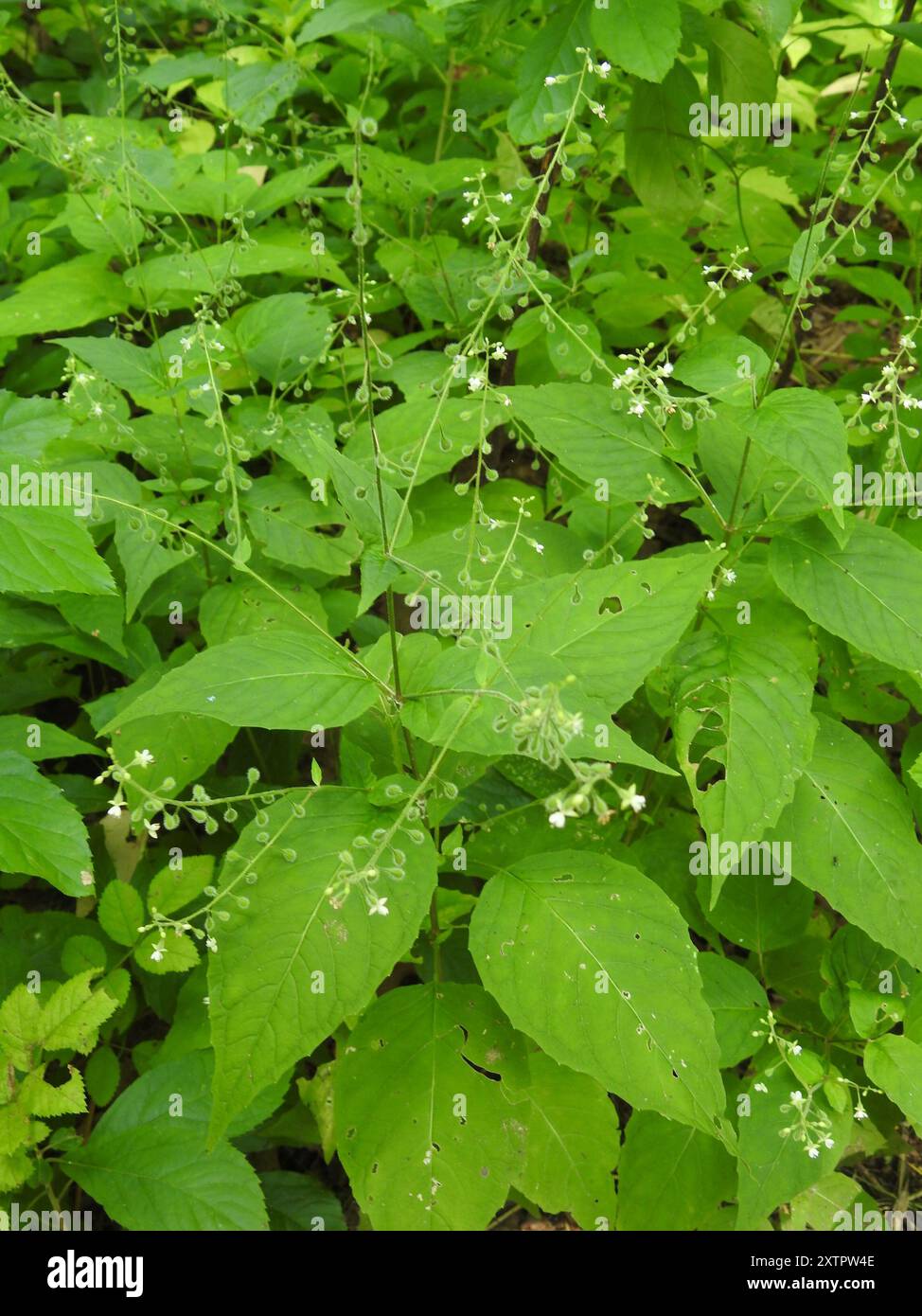 broadleaf enchanter's nightshade (Circaea canadensis) Plantae Stock ...