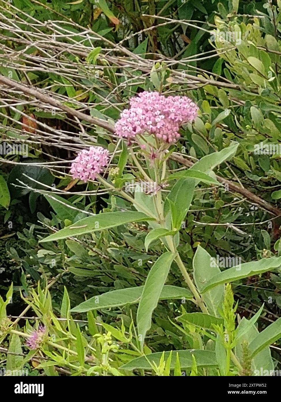 swamp milkweed (Asclepias incarnata) Plantae Stock Photo - Alamy