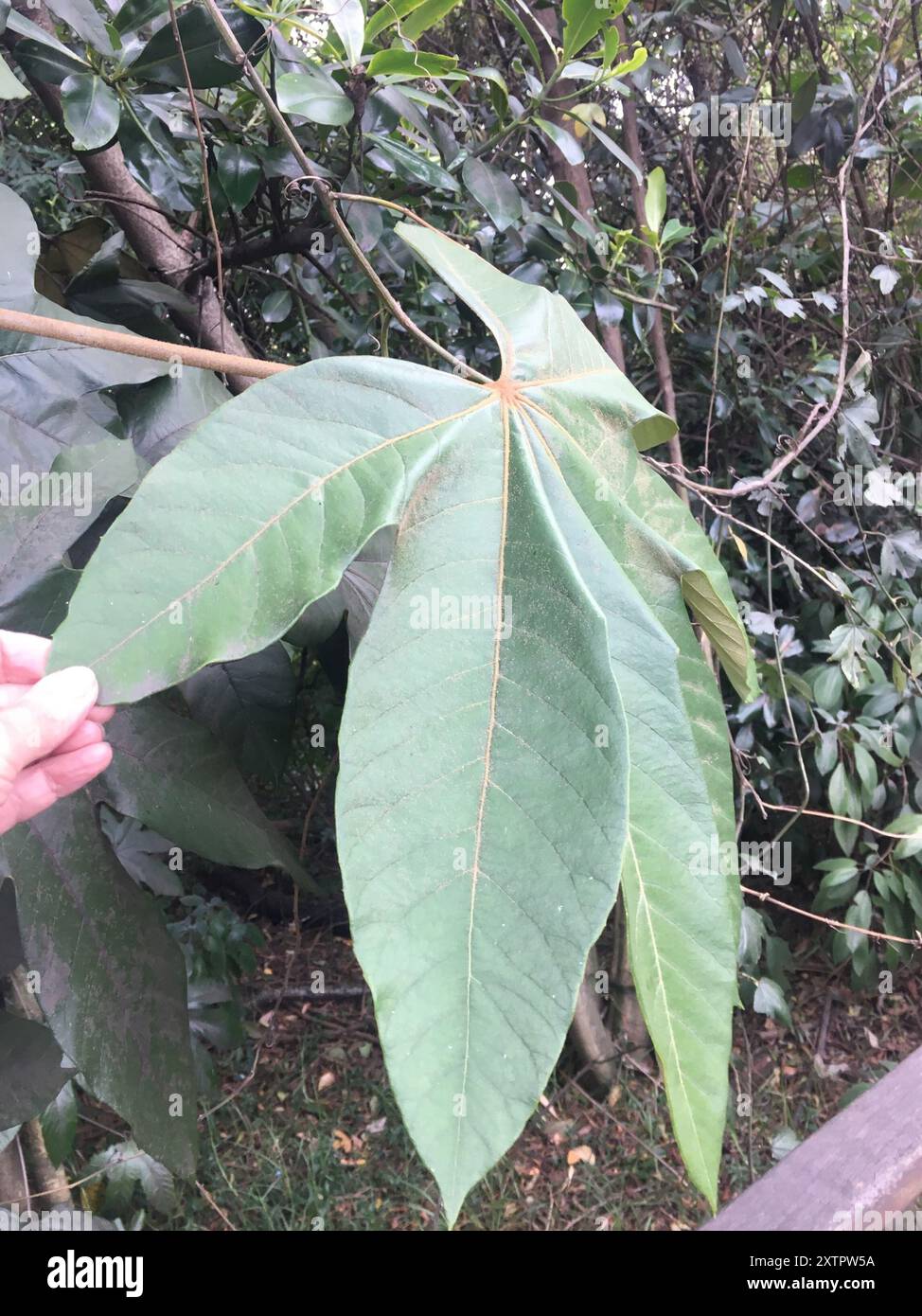 plants (Plantae) Plantae Stock Photo - Alamy