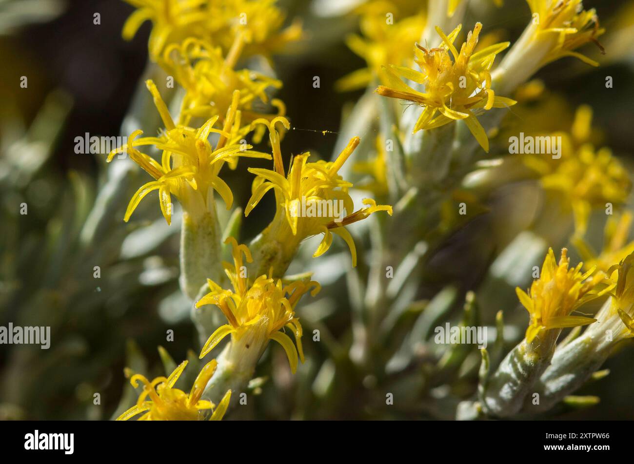 Spineless Horsebrush (Tetradymia canescens) Plantae Stock Photo - Alamy