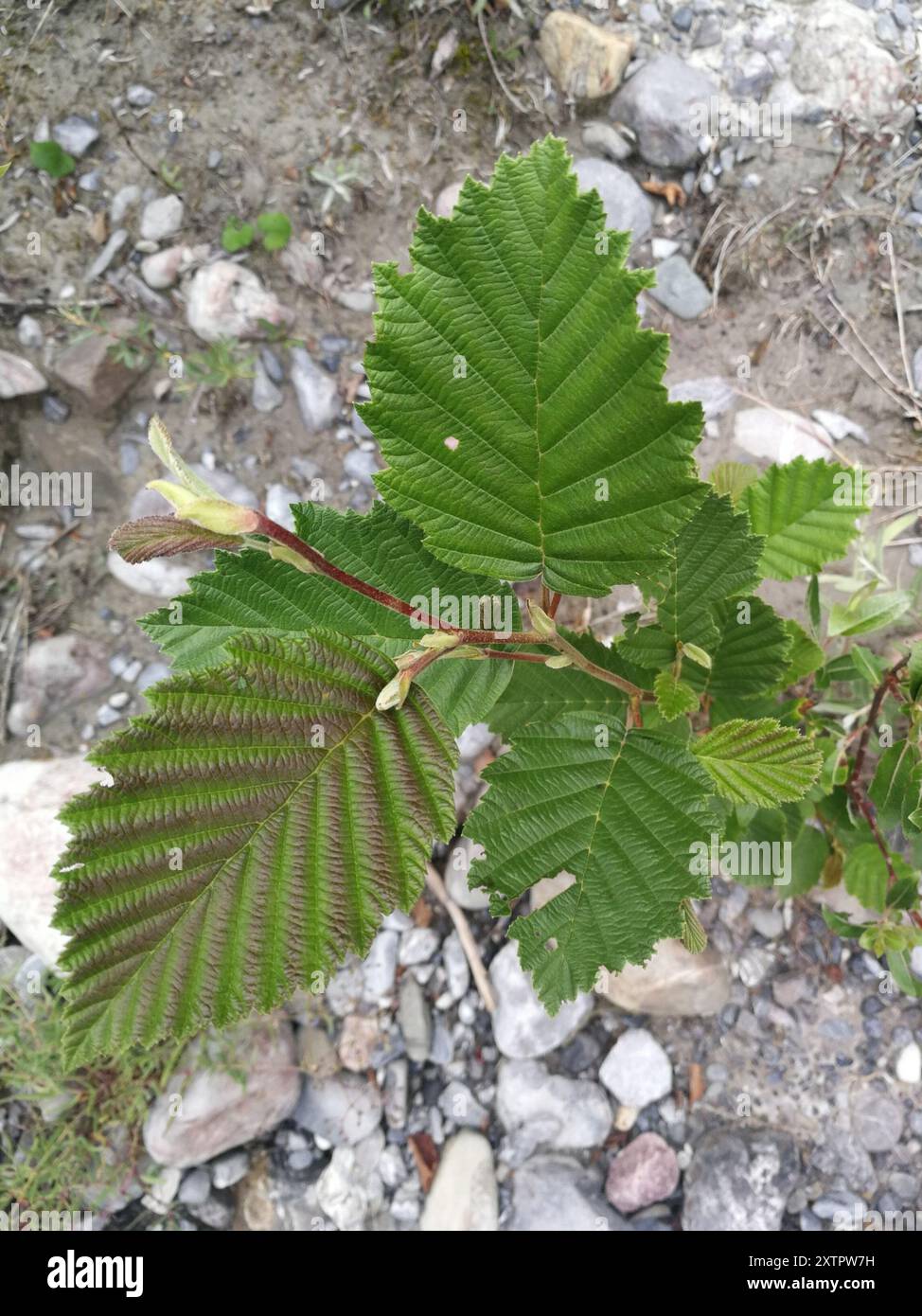 grey alder (Alnus incana) Plantae Stock Photo - Alamy