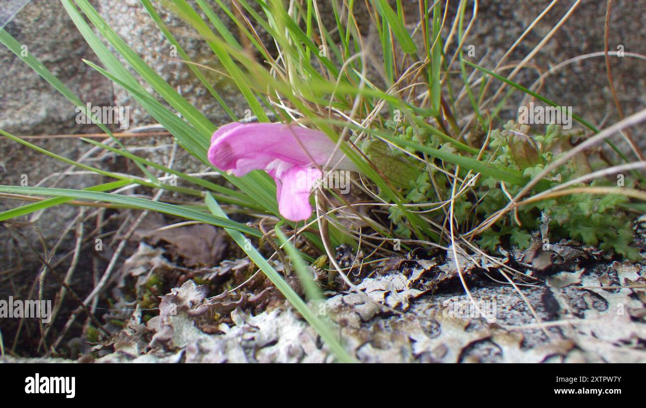 Common Lousewort (Pedicularis sylvatica) Plantae Stock Photo - Alamy