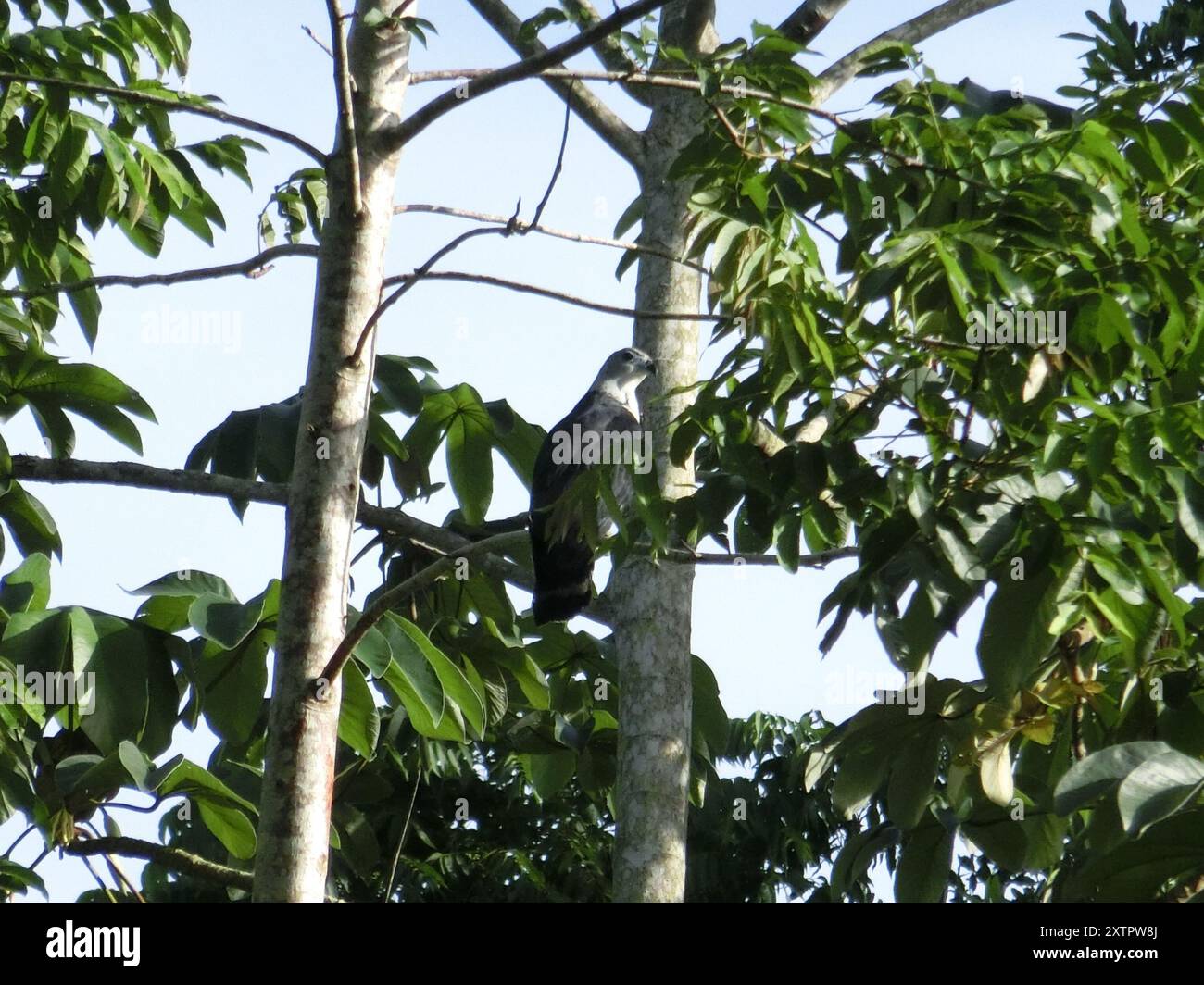 Gray-headed Kite (Leptodon cayanensis) Aves Stock Photo - Alamy