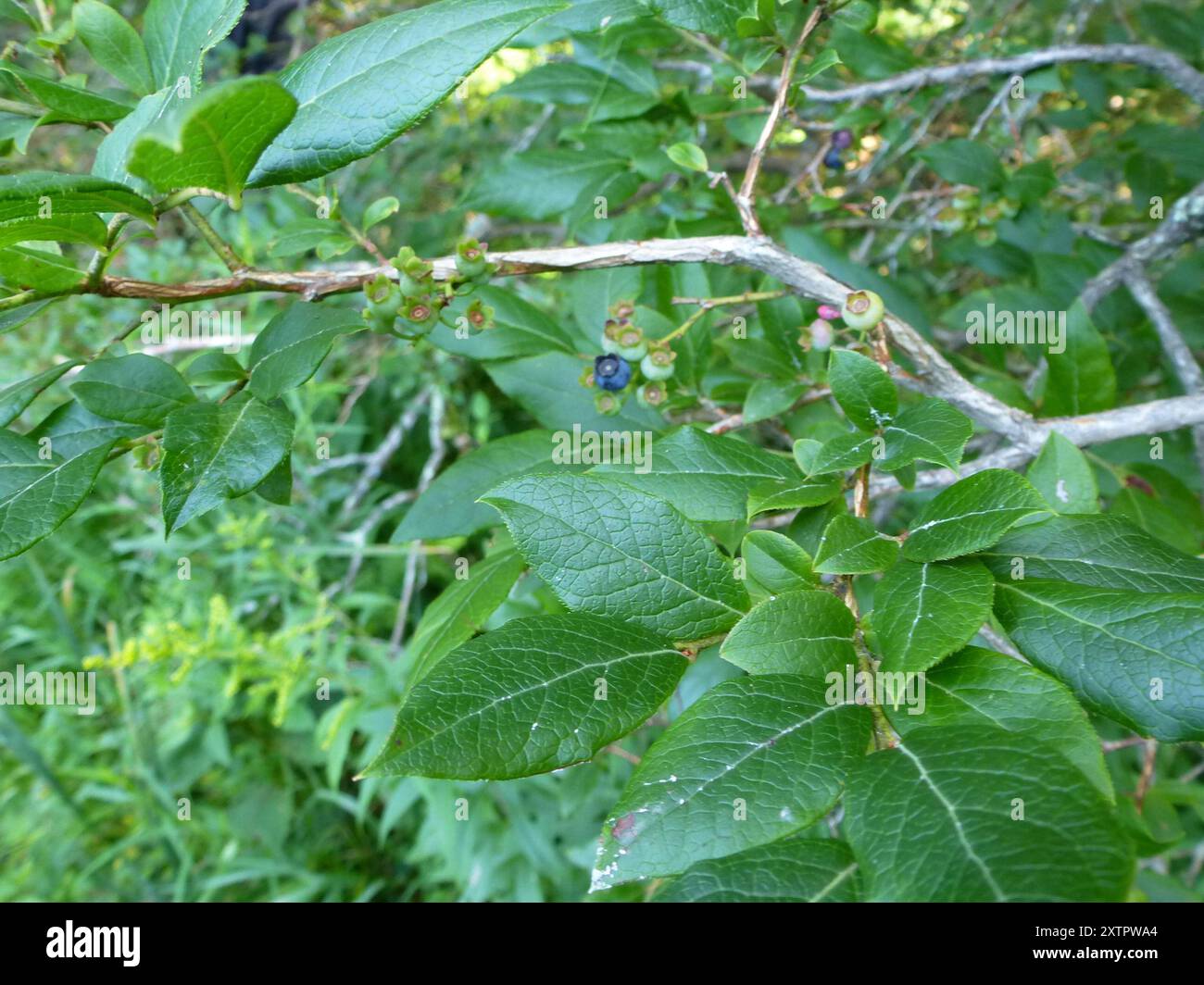 Northern highbush blueberry (Vaccinium corymbosum) Plantae Stock Photo ...
