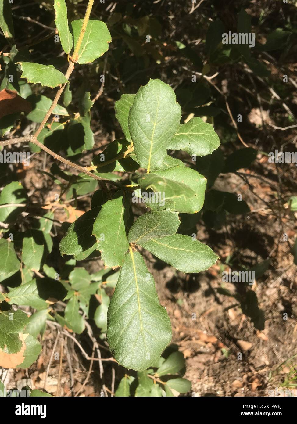 netleaf oak (Quercus rugosa) Plantae Stock Photo - Alamy