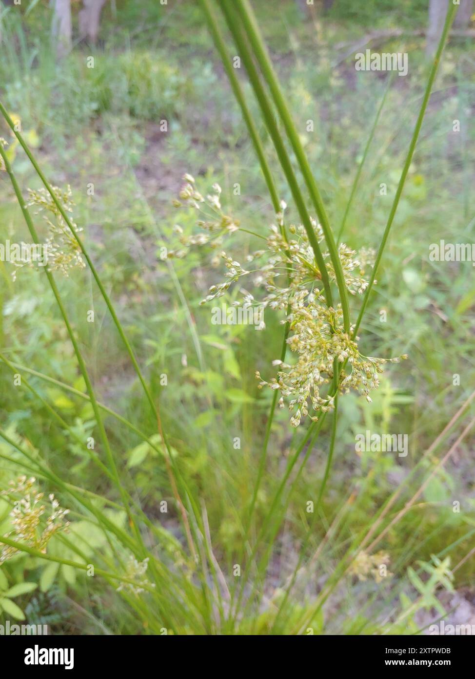 Soft Rush (Juncus effusus) Plantae Stock Photo - Alamy