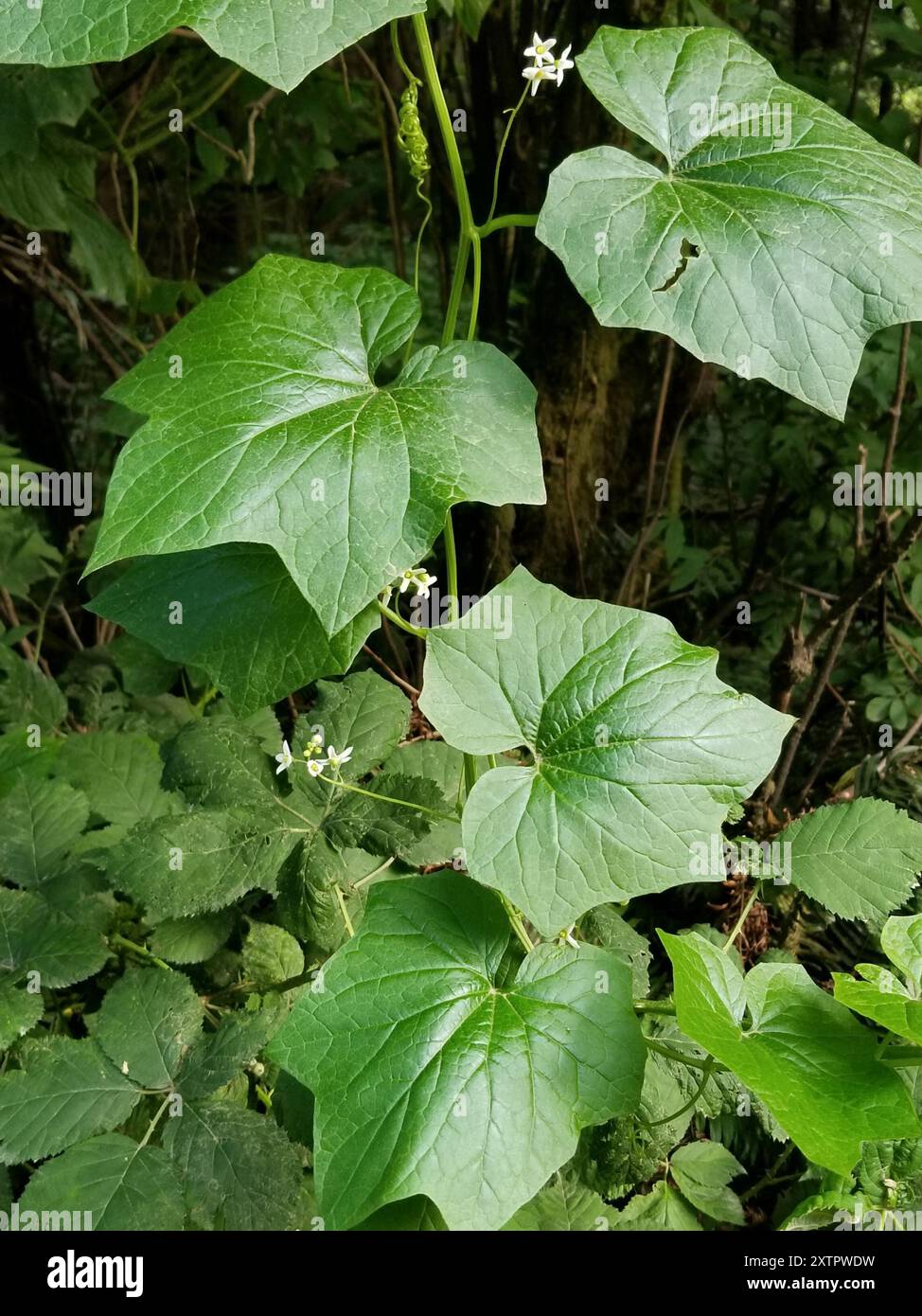 coastal manroot (Marah oregana) Plantae Stock Photo - Alamy