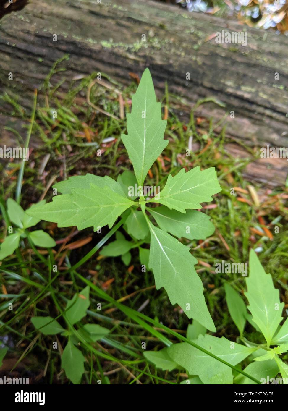 northern bugleweed (Lycopus uniflorus) Plantae Stock Photo - Alamy