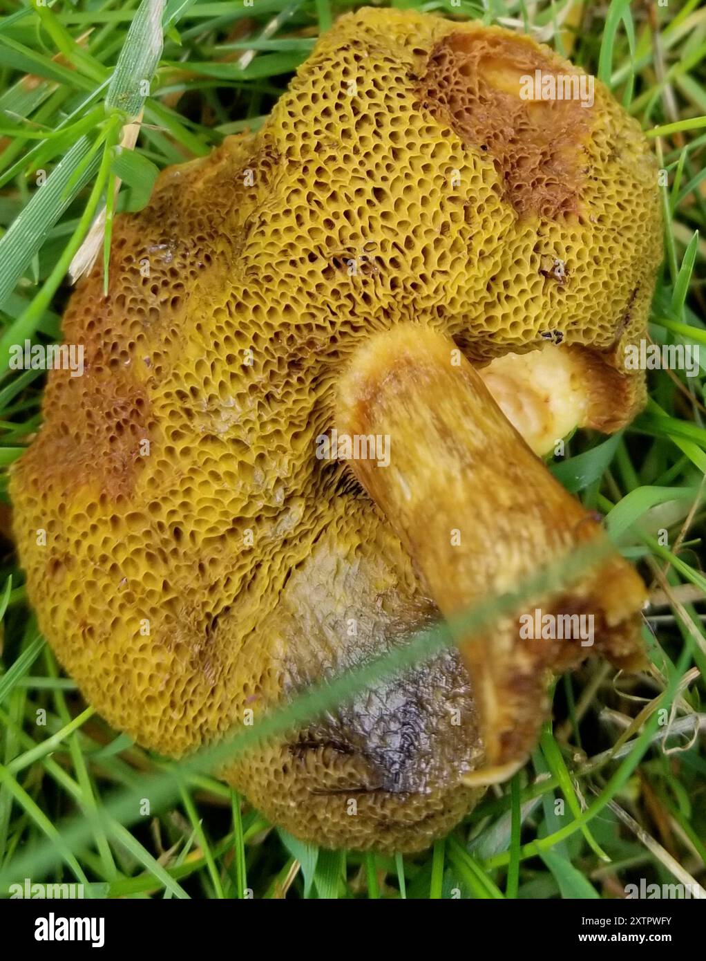 boletes (Boletaceae) Fungi Stock Photo - Alamy