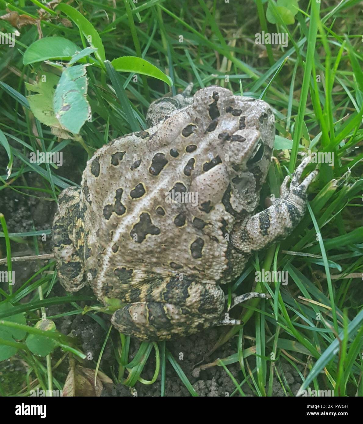 Fowler's Toad (Anaxyrus fowleri) Amphibia Stock Photo - Alamy