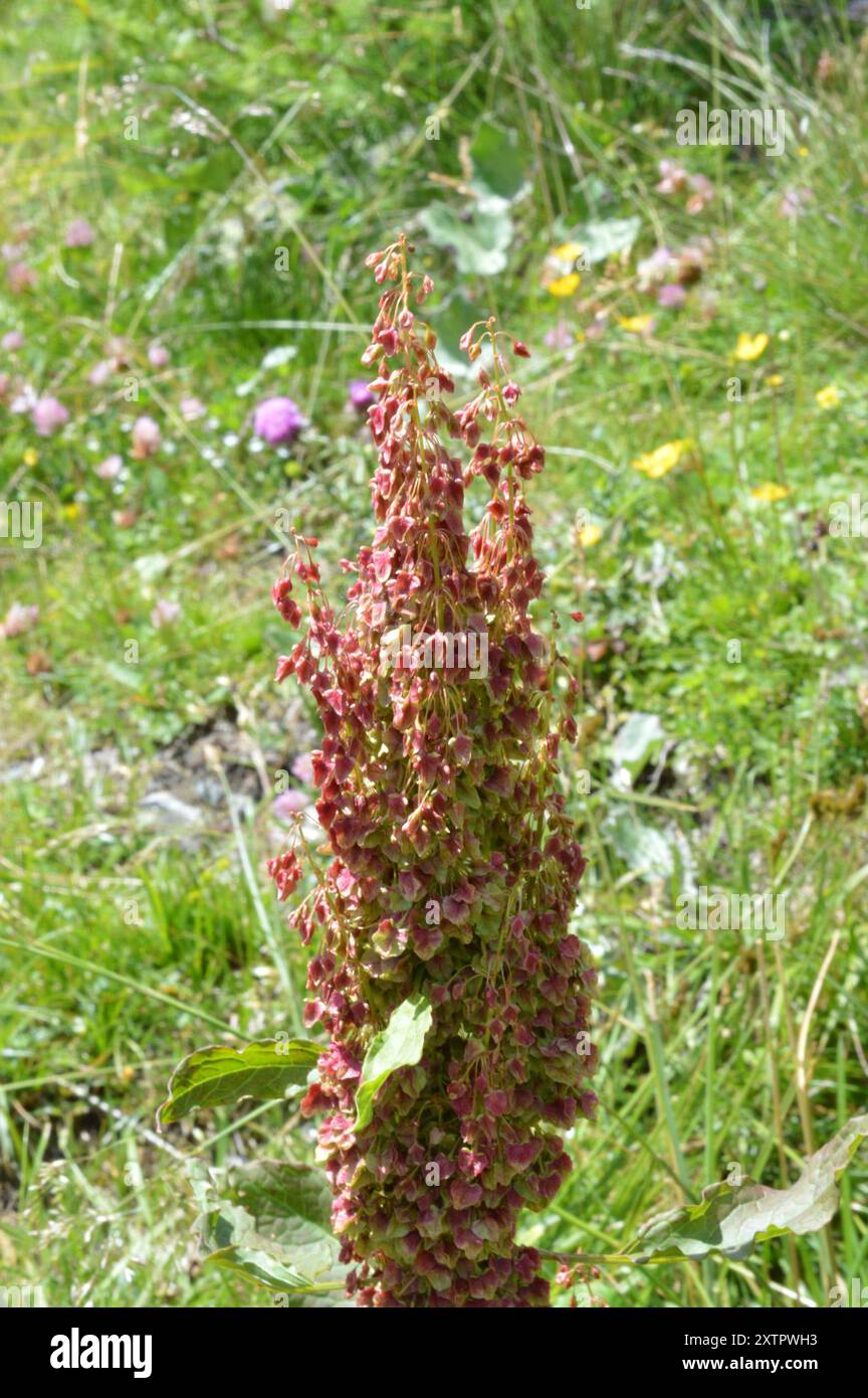 Monk's-rhubarb (Rumex alpinus) Plantae Stock Photo - Alamy